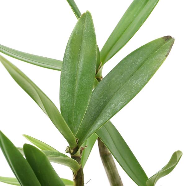 paludariumplants　_gardening　観葉植物　園芸　ガーデニング　ビバリウム　アクアテラリウム　パルダリウム　花　苗　洋ランシリーズ　洋蘭　着生ラン　デンドロビウム　Ｄｅｎｄｒｏｂｉｕｍ　Sakurako　植物　植物生体...