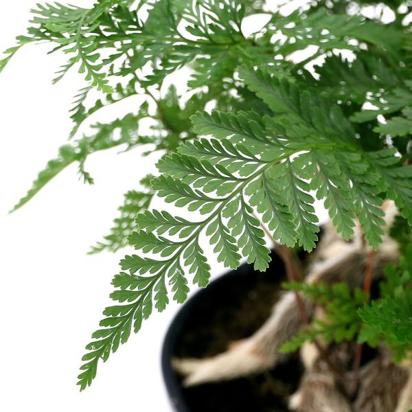 観葉植物　ガーデニング　園芸　山野草　盆栽　ビバリウム　アクアテラリウム　パルダリウム　着生シダ　シノブ科シノブ属　キクシノブ属　ダバリア　Humata　tyermannii　Davallia　mariesii　常緑多年草　常盤忍　シダ植物...