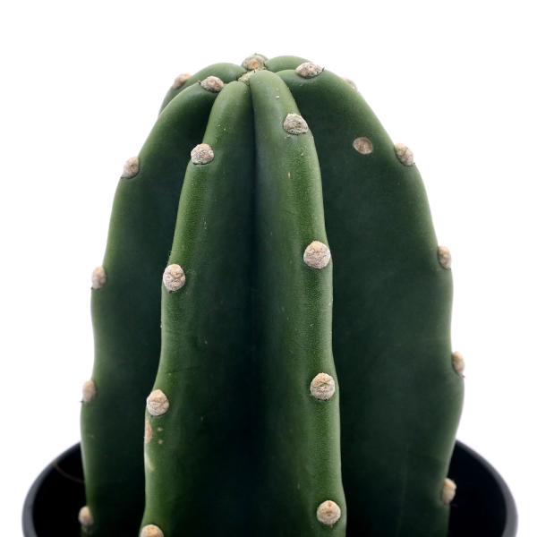 観葉植物　_gardening　_kame　_hachu　ガーデニング　サボテン植物　opuntia_series　blackpot_series　柱サボテン　接木　台木　ビバリウム　アクアテラリウム　パルダリウム　育て方　育成方法　栽培方...