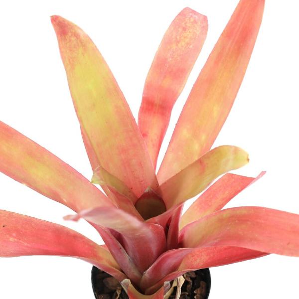 paludariumplants　パルダリウム　テラリウム　(観葉植物)　_gardening　_hachu　観葉植物　園芸　ガーデニング　ビバリウム　アクアテラリウム　両爬向き植物　アナナス　パイナップル科ビルベルギア属　ブロメリア　タン...