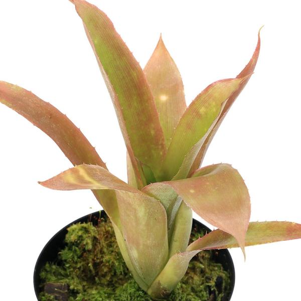 paludariumplants　パルダリウム　テラリウム　(観葉植物)　_gardening　_hachu　観葉植物　園芸　ガーデニング　ビバリウム　アクアテラリウム　両爬向き植物　アナナス　パイナップル科　ブロメリア　タンクブロメリア　...