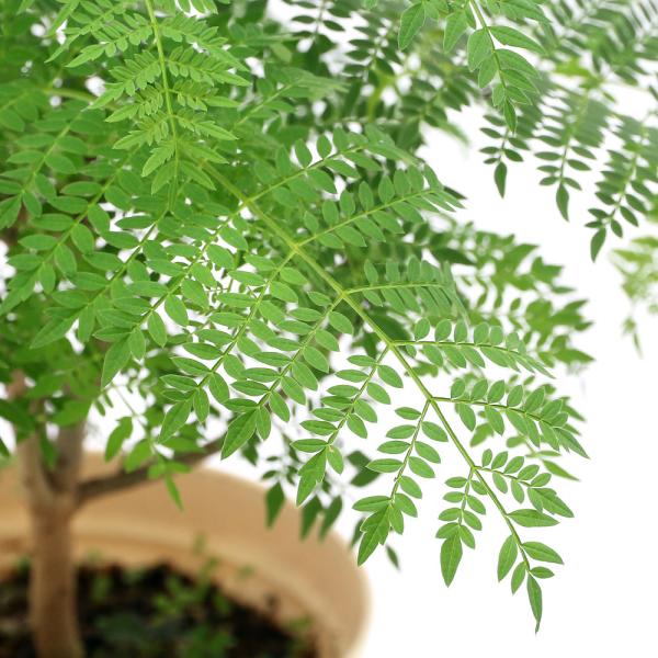 _interior　（観葉植物）　_gardening　ガーデニング　園芸　観葉植物　ジャカランダ　jacaranda　育て方　育成方法　栽培方法　ノウゼンカズラ科キリモドキ属　ノウゼンカズラ科ジャカランダ属　紫雲木　桐擬　アルゼンチン　落...