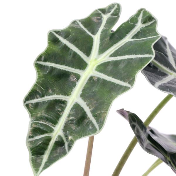 （観葉植物）　観葉植物　園芸　ガーデニング　ビバリウム　アクアテラリウム　パルダリウム　サトイモ　ナガバクワズイモ　Alocasia　×　amazonica　アロカシア　アロカシアシリーズ　育て方　育成方法　栽培方法　サトイモ科アロカシア属...