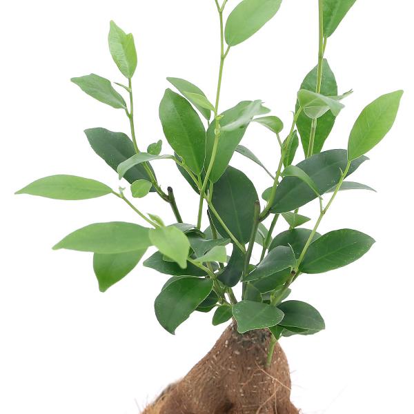 観葉植物　_gardening　こけだま　苔玉　ガーデニング　コケ　苔　こけ玉　和　和風　侘び寂び　わびさび　Ｃbanner_kokedama　植物　植物生体　ガーデニング生体　育て方　育成方法　栽培方法　opa2_delete　ココヤシ　...