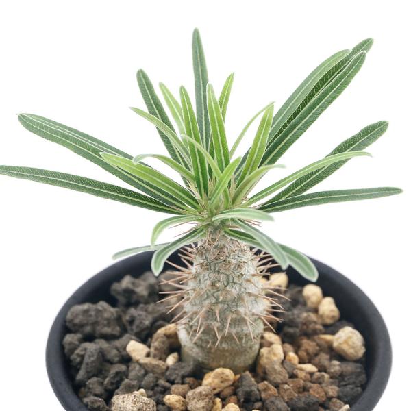 （観葉植物）　_gardening　_hachu　ガーデニング　サボテン・多肉植物　サボテン　その他　ツルビニカルプス　all_plants　育て方　育成方法　栽培方法　観葉植物　キョウチクトウ科パキポディウム属性落葉低木・塊根植物　マダガ...