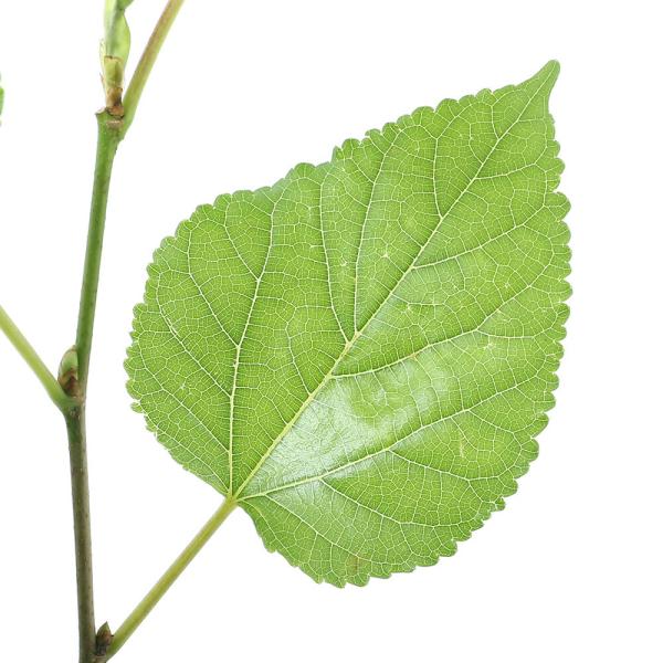 観葉植物　opa2_delete　ガーデニング　果樹　苗木　苗　果樹苗木　ドドメ　マルベリー　３．５号　クワ　ウサギ　エサ　カイコ　蚕　Mulberry　育て方　育成方法　栽培方法　20211026　MI　y21m10　2021kouki　...