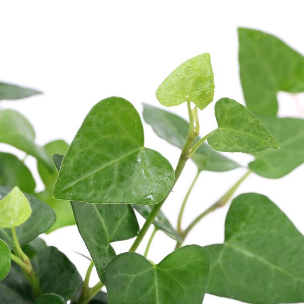 _gardening　_kame　_hachu　観葉植物　園芸　ガーデニング　ビバリウム　アクアテラリウム　パルダリウム　両爬向き植物　水草　ヘデラシリーズ　這性植物シリーズ　ヘデラ　アイビー　ウコギ科　ヘデラへリックス　イングリッシュアイ...