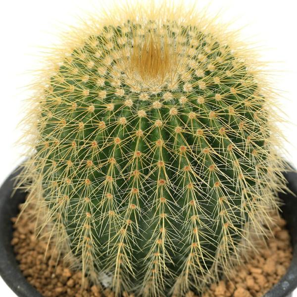 ガーデニング　サボテン植物　opuntia_series　blackpot_series　ビバリウム　アクアテラリウム　パルダリウム　育て方　育成方法　栽培方法　観葉植物　tanikuplapot_series　tanikupot_seri...