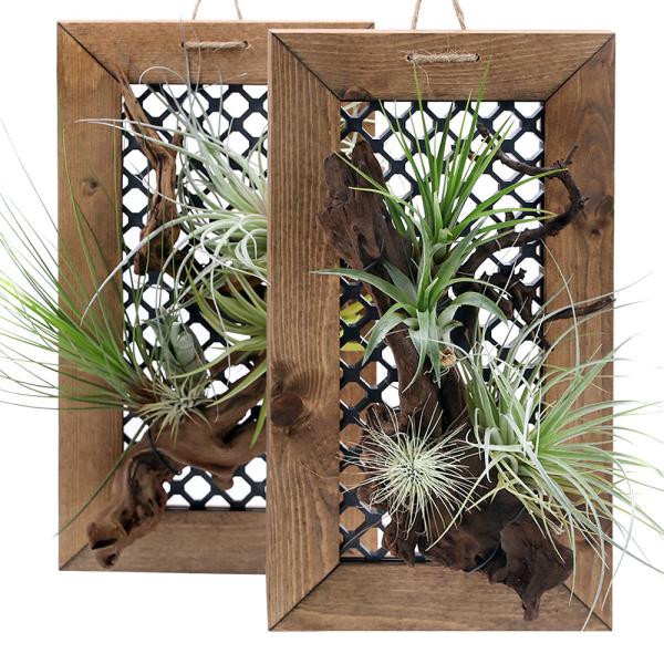 観葉植物　_gardening　観葉　ガーデニング　ビバリウム　アクアテラリウム　パルダリウム　水草　virgin_cork_green　corkitem_flower_series　植物　植物生体　ガーデニング生体　vivarium_pl...