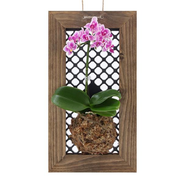 観葉植物　_gardening　観葉　ガーデニング　ビバリウム　アクアテラリウム　パルダリウム　virgin_cork_green　corkitem_flower_series　植物　植物生体　ガーデニング生体　vivarium_plant...