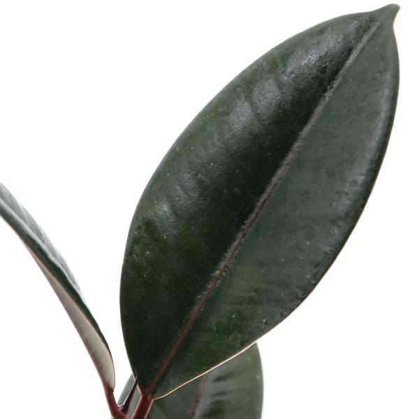 観葉植物　園芸　ガーデニング　ビバリウム　アクアテラリウム　パルダリウム　両爬向き植物　クワ科　イチジク属　ゴムの木　Ficus　elastica　インドゴムノキ　フィカスエラスティカ　ハイドロカルチャー　ハイドロ苗　オアシス苗　プランテリ...