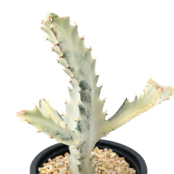 （観葉植物）　_gardening　ガーデニング　サボテン・多肉植物植物　インテリア　tanikuplapot_series　植物　植物生体　ガーデニング生体　ビバリウム　アクアテラリウム　パルダリウム　育て方　育成方法　栽培方法　観葉植物...