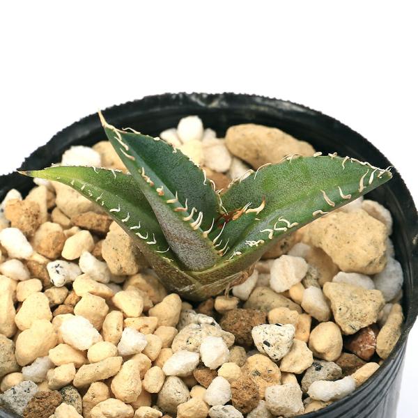 観葉植物　ガーデニング　観葉　アガベ　リュウゼツラン　多肉　センチュリープランツ　インテリア　tanikuplapot_series　tanikupot_series　Agave　titanota　'Blue'　リュウゼツラン科アガベ属　熱...