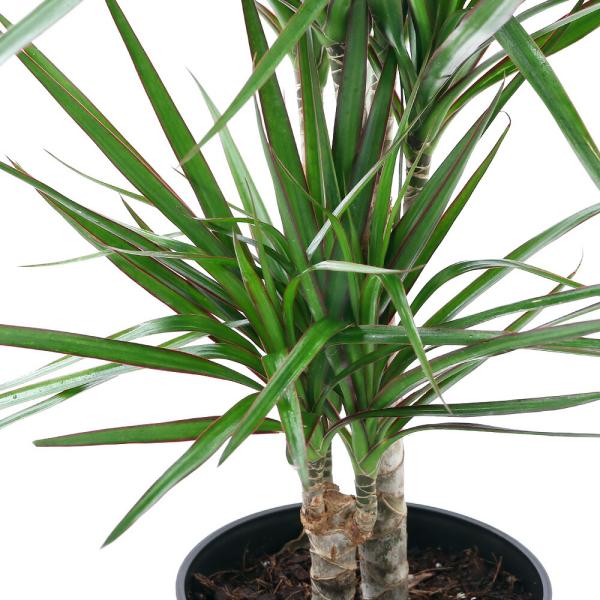 _gardening　観葉植物　ガーデニング　リュウケツジュ　Dracaena　marginata　ドラセナ　コンシンネ　マルギナータ　リュウゼツラン科ドラセナ属　竜血樹　真実の木　紅覆輪千年木　ベニフクリンセンネンボク　常緑低木　マダカス...
