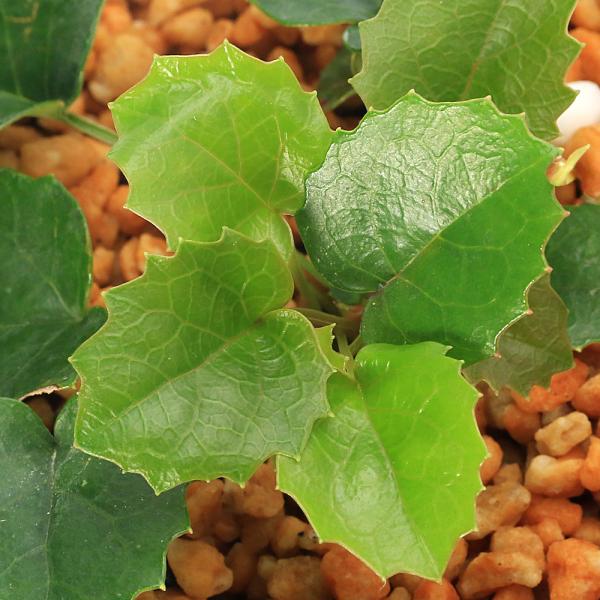 （観葉植物）　_gardening　ガーデニング　山野草　球根　イワカガミ　育て方　育成方法　栽培方法　いわかがみ　岩鏡　Schizocodon soldanelloides　イワウメ科イワカガミ属　耐寒性常緑多年草　宿根草　日本　苔　ヤマ...