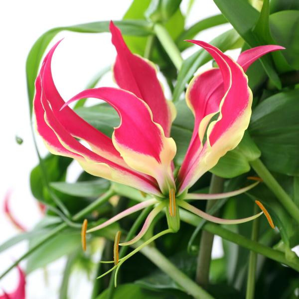 （観葉植物）　_gardening　ガーデニング　花　苗　鉢花　観葉植物　行灯　行燈　Ｇｌｏｒｉｏｓａ　ユリグルマ　キツネユリ　イヌサフラン科キツネユリ属　イヌサフラン科グロリオサ属　半蔓性球根草　熱帯アジア　アフリカ　花苗　赤　レッド　イ...