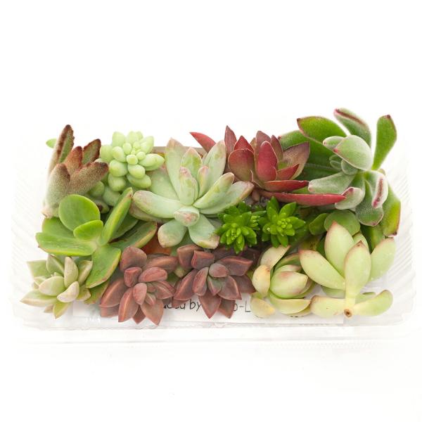 ガーデニング　サボテン・多肉植物　プチ多肉　芽　カット苗　リース　puchitaniku_series　puchisabo_taniku_series　ミニ　タブロー　育て方　育成方法　栽培方法　観葉植物　20210215　KO　2021z...