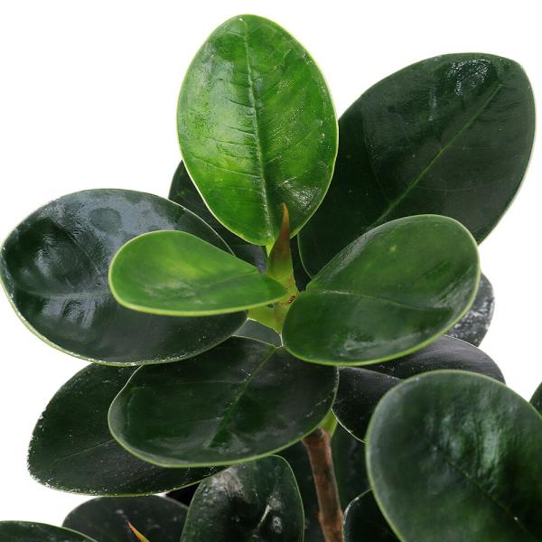 観葉植物　_hachu　_kame　_gardening　園芸　ガーデニング　ビバリウム　アクアテラリウム　パルダリウム　両爬向き植物　クワ科　イチジク属　キジムナー　支柱根　植物　植物生体　ガーデニング生体　パンダガジュマル　タイワンガジ...