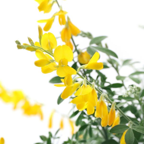（観葉植物）　_hachu　_gardening　_kame　opa2_delete　観葉植物　ガーデニング　エニシダ　山野草　Cytisus　scoparius　エニスダ　金雀児　金枝雀　マメ科エニシダ属　常緑性低木　ヨーロッパ　北アフリ...