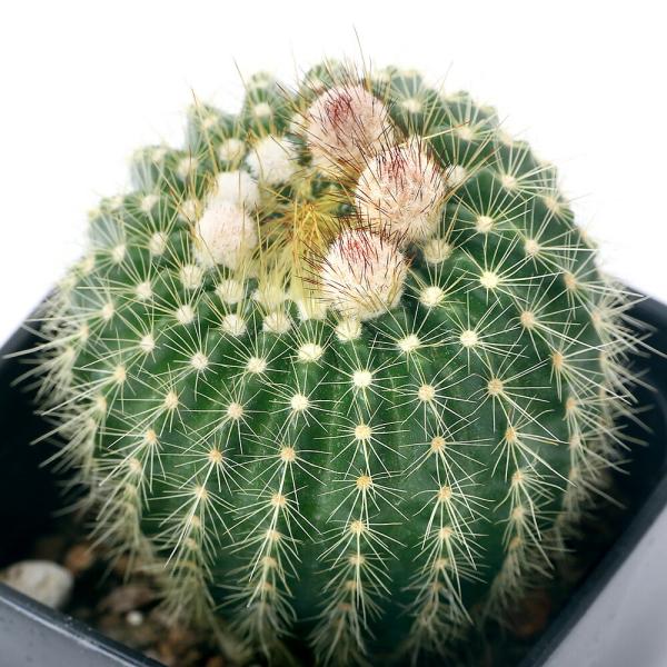 （観葉植物）　観葉植物　_gardening　_interior　_kame　_hachu　tanikuplapot_series　opuntia_series　blackpot_series　Notocactus　werdermannia...