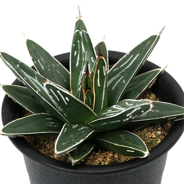 （観葉植物）　tanikuplapot_series　tanikupot_series　ガーデニング　観葉　観葉植物　アガベ　リュウゼツラン　多肉　センチュリープランツ　インテリア　龍舌蘭　Agave　victoriae-reginae　ビ...