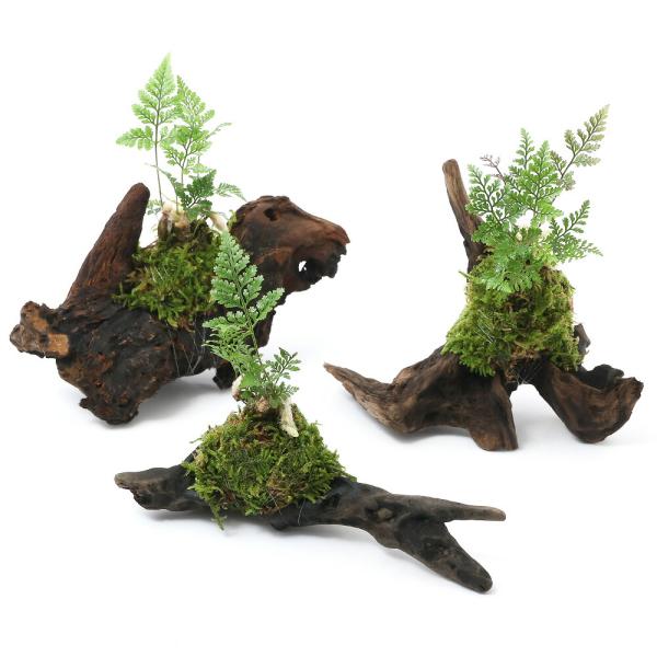 paludariumplants　パルダリウム　テラリウム　line2462terarium　観葉植物　_kame　_hachu　_gardening　opa2_delete　ガーデニング　園芸　山野草　盆栽　ビバリウム　アクアテラリウム　...