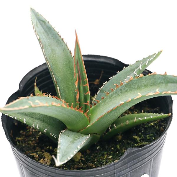 ガーデニング　観葉　観葉植物　アガベ　リュウゼツラン　多肉　センチュリープランツ　インテリア　tanikuplapot_series　tanikupot_series　Agave　ｈｏｒｒｉｄａ　ｓｓｐ．　リュウゼツラン科アガベ属　熱帯植物...