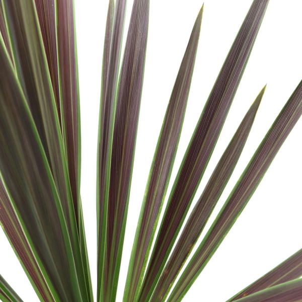 （観葉植物）　all_plants　cordyline_series　emporio　観葉植物　ガーデニング　ビバリウム　アクアテラリウム　パルダリウム　リュウゼツラン科　キジカクシ科　ナギイカダ科　コルジリネ　コルディリーネ　コルディリネ...