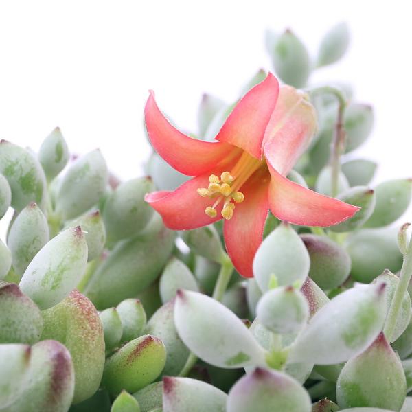 観葉植物　_gardening　_hachu　_kame　opa2_delete　ガーデニング　多肉植物　コチレドン　植物　植物生体　ガーデニング生体　ビバリウム　アクアテラリウム　パルダリウム　Cotyledon　pendens　ベンケイ...