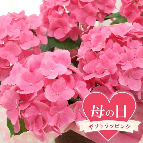 ●母の日ギフト●西洋アジサイ　ピーチ姫　５号（１鉢）　　日時指定不可　同梱不可　_gardening　（観葉植物）　●母の日ギフト2026●　mothersdaygoods2026　mathersdaygoods　motherhydrang...