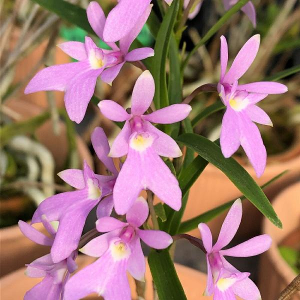 paludariumplants　_gardening　観葉植物　園芸　ガーデニング　ビバリウム　アクアテラリウム　パルダリウム　花　苗　洋ランシリーズ　洋蘭　着生ラン　鉢花　育て方　育成方法　栽培方法　ラン科エピデンドラム属　セントラデニ...