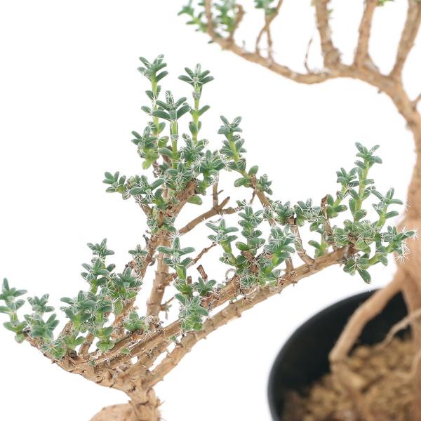 観葉植物　bizarre_series　_gardening　_hachu　sfset　ガーデニング　サボテン・多肉植物　トリコディアデマ　ブルオスム　姫紅小松　コーデックス　メセン　塊根植物　ハマミズナ科トリコディアデマ属　塊根メセン　３...
