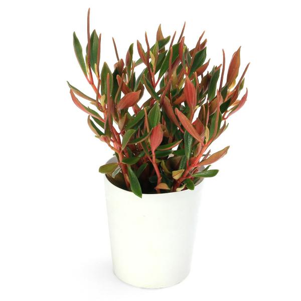 muryotassei_600_699　（観葉）　（邑楽店）　_gardening　_hachu　_kame　観葉植物　園芸　ガーデニング　ビバリウム　アクアテラリウム　パルダリウム　両爬向き植物　直立性　コショウ科　サダソウ属　Peper...
