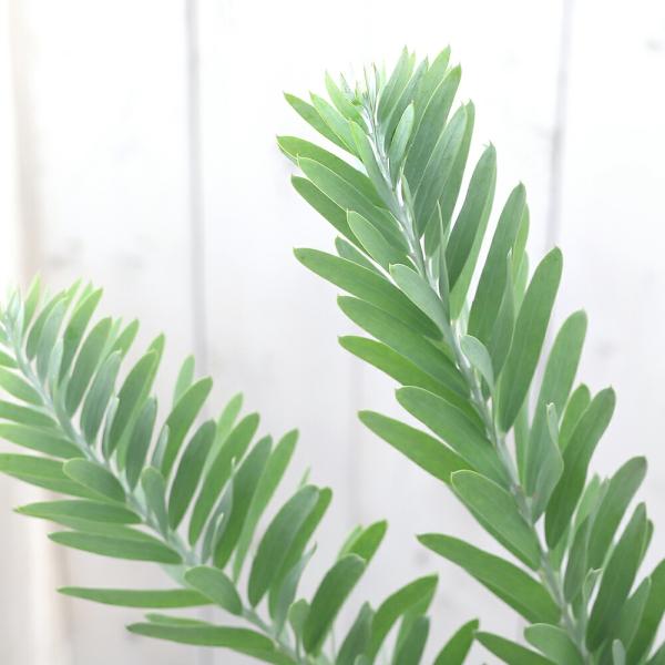 観葉植物　_gardening　ガーデニング　育て方　育成方法　栽培方法　Acacia　covenyi　マメ科アカシア属　常緑高木　ネムノキ亜科　オーストラリア　ブルーブッシュ　オーストラリアプランツ　カラーリーフ　アカシア　コベニー　20...