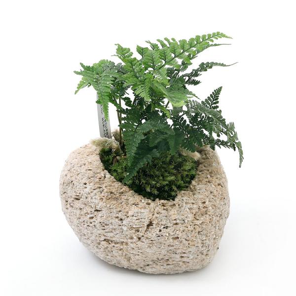 観葉植物　bonsai_series　koukaseki_series　opa2_delete　sanya_set　ガーデニング　苔盆栽　抗火石　抗火石盆栽　抗火石鉢植え　植物　植物生体　ガーデニング生体　koukaseki　トキワシノブ　...