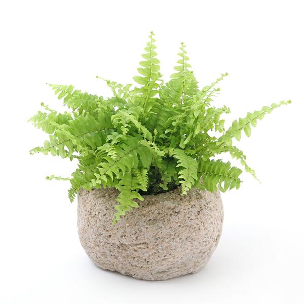 観葉植物　bonsai_series　koukaseki_sanya_set　koukaseki_series　opa2_delete　shida_series　ガーデニング　苔盆栽　抗火石　抗火石盆栽　抗火石鉢植え　植物　植物生体　ガーデ...