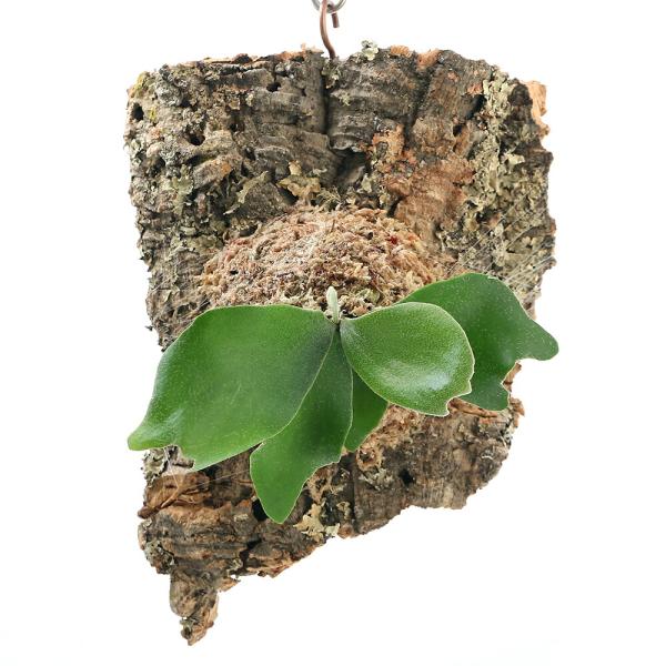 観葉植物　corkitem_flower_series　opa2_delete　rep_layout　shida_series　virgin_cork_green　vivarium_plant_series　観葉　ガーデニング　ビバリウム　...