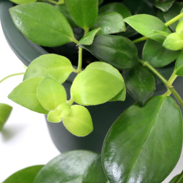 観葉植物　ガーデニング　ビバリウム　イワタバコ科　着生植物　Aeschynanthus　エスキナントゥス　エスキナンツス　エスキナンサス　ツル性　'Mona　Lisa'　エキナンサス　ナガミカズラ　イワタバコ科エスキナンサス属　非耐寒性常緑...