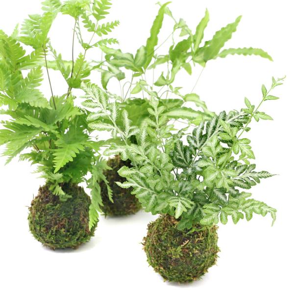 paludariumplants　パルダリウム　テラリウム　観葉植物　banner_kokedama　Ｃbanner_kokedama　_gardening　opa2_delete　こけだま　苔玉　ガーデニング　コケ　苔　こけ玉　和　和風　...