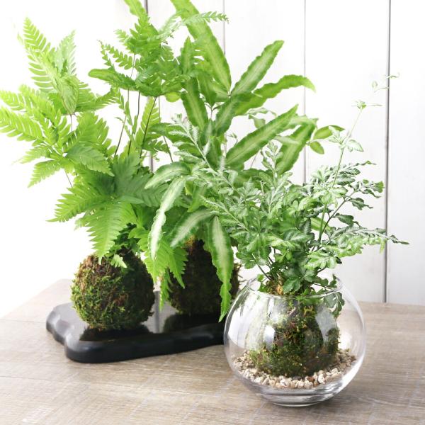 観葉植物　banner_kokedama　Ｃbanner_kokedama　_gardening　opa2_delete　こけだま　苔玉　ガーデニング　コケ　苔　こけ玉　和　和風　侘び寂び　わびさび　植物　植物生体　ガーデニング生体　レイア...