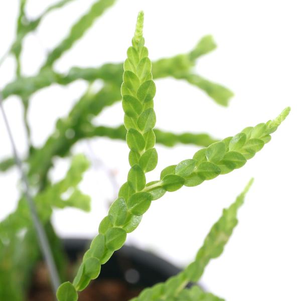 観葉植物　bizarre_series　_gardening　_hachu　indoor_green　opa2_delete　sfset　shida_series　園芸　ガーデニング　ビバリウム　アクアテラリウム　パルダリウム　水草　シダ　...
