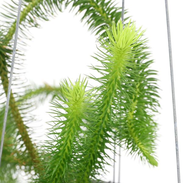 観葉植物　bizarre_series　_gardening　_hachu　indoor_green　opa2_delete　sfset　shida_series　園芸　ガーデニング　ビバリウム　アクアテラリウム　パルダリウム　水草　シダ　...