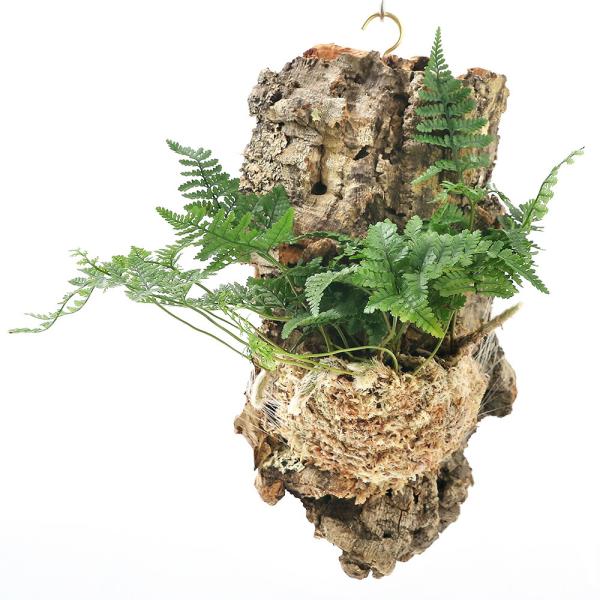 観葉植物　corkitem_flower_series　opa2_delete　rep_layout　virgin_cork_green　vivarium_plant_series　観葉　ガーデニング　ビバリウム　アクアテラリウム　パルダリ...