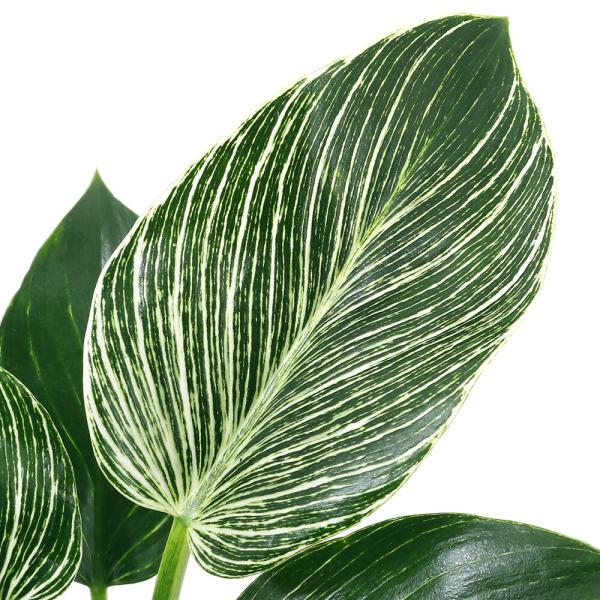 観葉植物　_hachu　_gardening　_kame　園芸　ガーデニング　ビバリウム　アクアテラリウム　パルダリウム　水草　クリプトとその近縁　サトイモ　Philodendron　‘Birkin’　ヒトデカズラ　サトイモ科　フィロデンド...