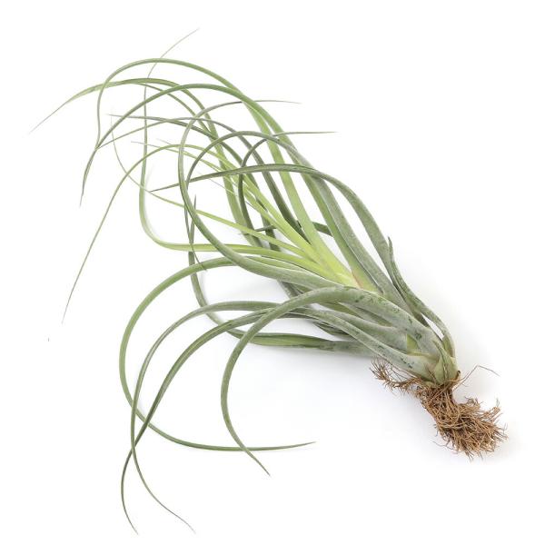 インテリア　インテリア・雑貨　ガーデニング　観葉植物　園芸　ビバリウム　アクアテラリウム　パルダリウム　両爬向き植物　パイナップル科　ハナアナナス属　着生植物　エアブロメリア　エアプランツ　ティランジア　チランジア　Tillandsia　t...