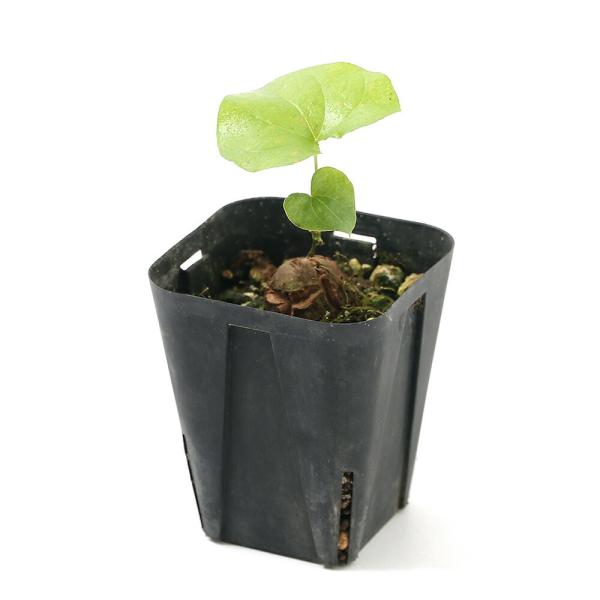 （観葉植物）　観葉植物　tanikuplapot_series　bizarre_series　_gardening　_hachu　sfset　ガーデニング　園芸　多肉植物　塊根植物　ビザール　プランツ　ガガイモ　コーデックス　ヤマノイモ　ア...