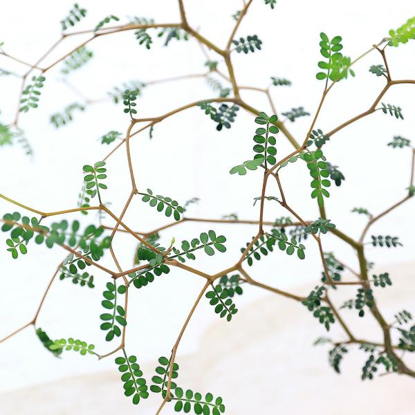 _gardening　ガーデニング　観葉　植物　メルヘンの木　ソフォラ　リトルベイビー　オシャレ　インテリア　かわいい　ジグザグ　ソフォラ・ミクロフィラ　ミクロフィラ　20160322　ＴＫ　育て方　育成方法　栽培方法　観葉植物　オージープ...