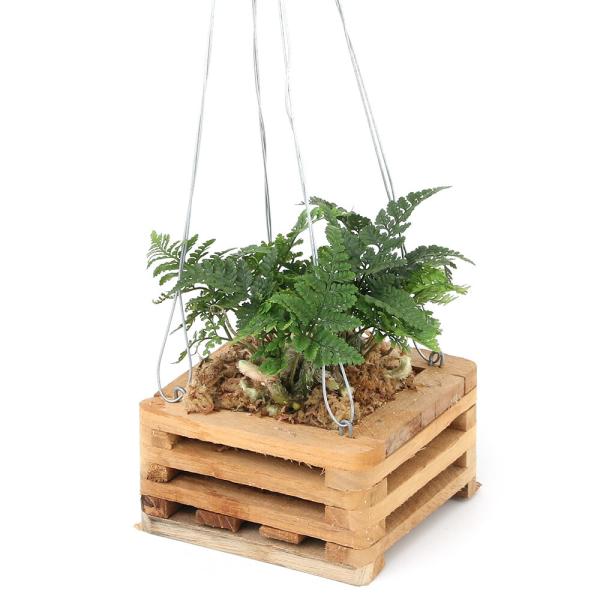 観葉植物　corkitem_flower_series　opa2_delete　rep_layout　virgin_cork_green　vivarium_plant_series　観葉　ガーデニング　ビバリウム　アクアテラリウム　パルダリ...