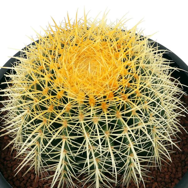 観葉植物　_gardening　_hachu　sfset　ガーデニング　サボテン　キンシャチ　金鯱　サボテンの王様　爛漫シリーズ　HT寄せ植え　cactus_series　植物　植物生体　ガーデニング生体　ビバリウム　アクアテラリウム　パル...