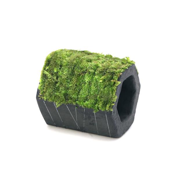 活着する水草　水草　エビ用水草　置くだけ簡単　陰性レイアウト　シェルター　小型水槽向け　初心者向け水草　コケ　モス類　ウィローモス　ビバリウム　アクアテラリウム　モス　ハイゴケ科　ヴェシクラリア属　Vesicularia　dubyana　y...
